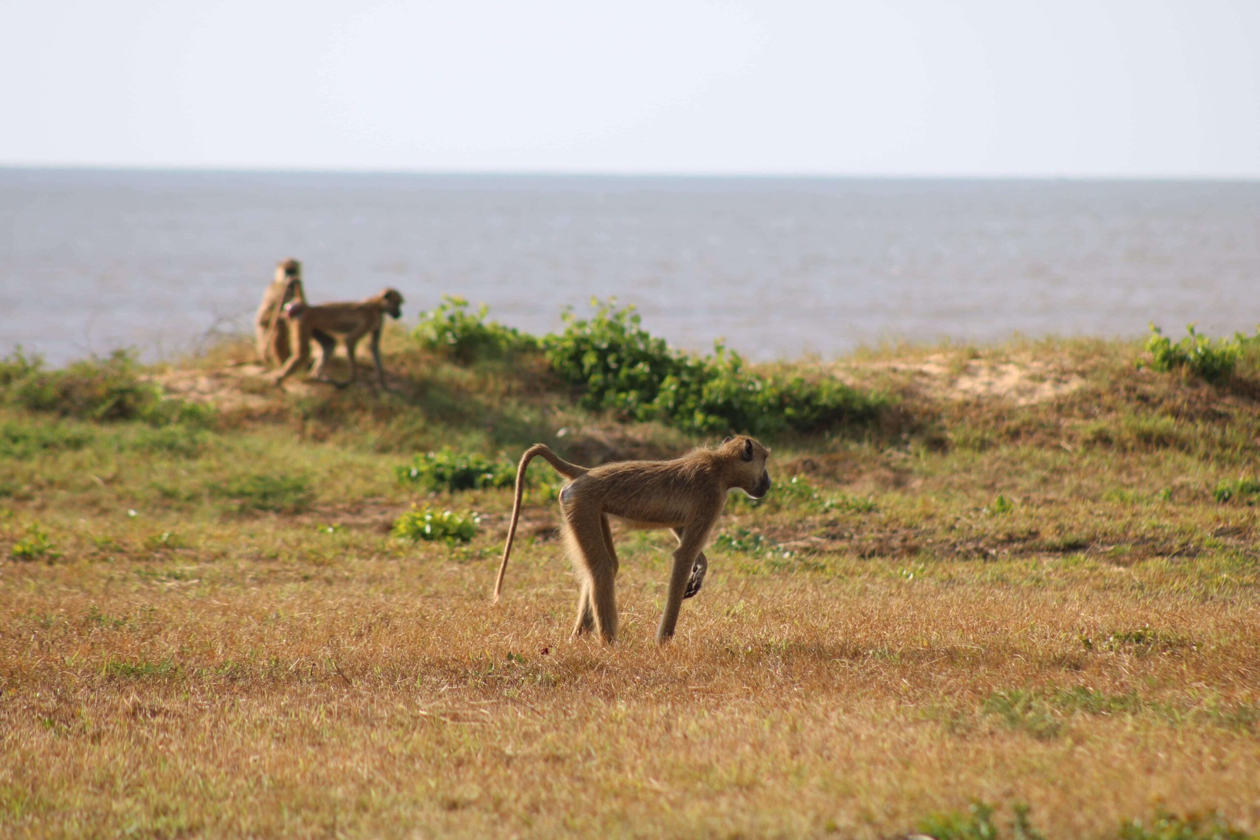 Parque Nacional Saadani | Tanzania Specialist