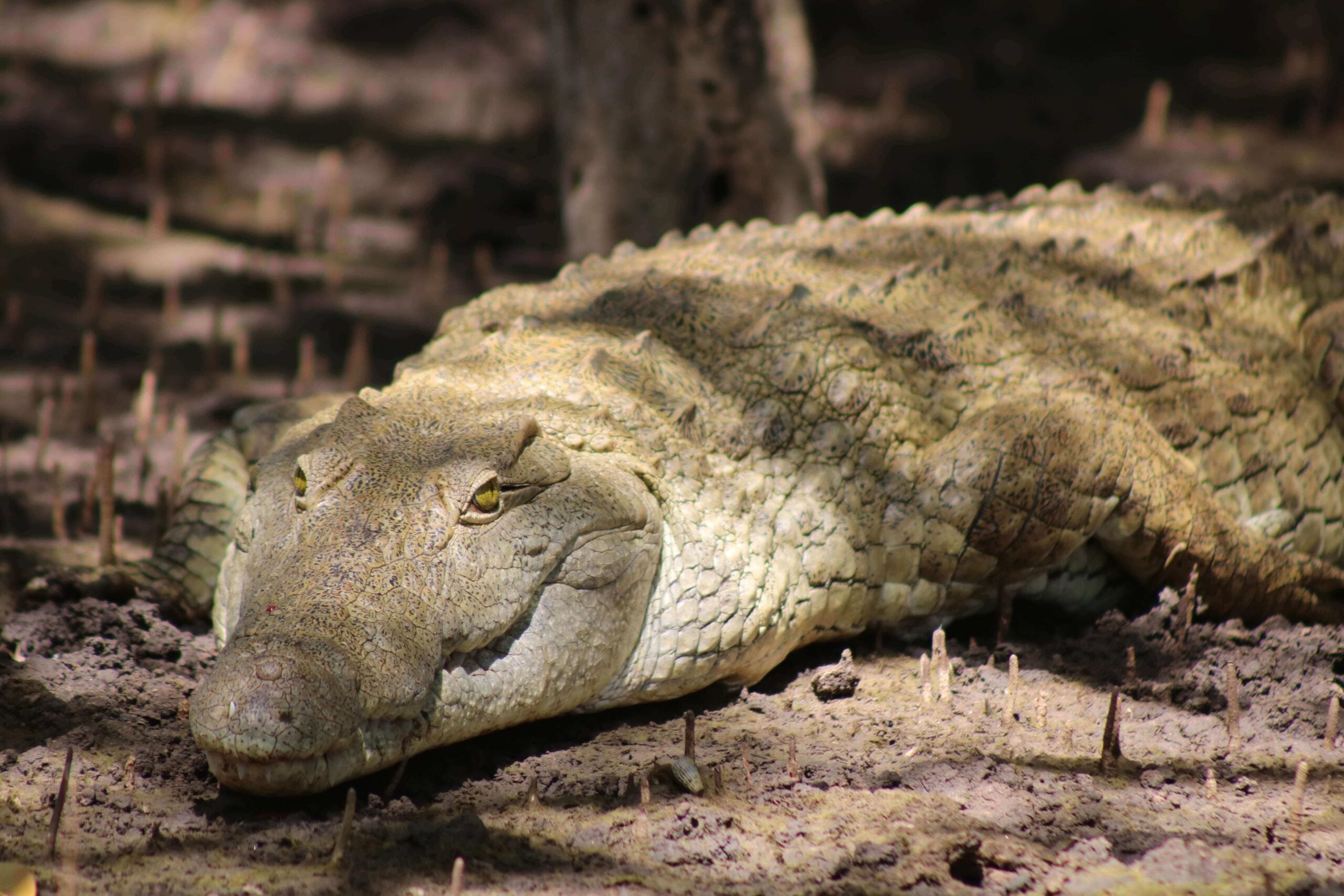 Parque Nacional Saadani | Tanzania Specialist