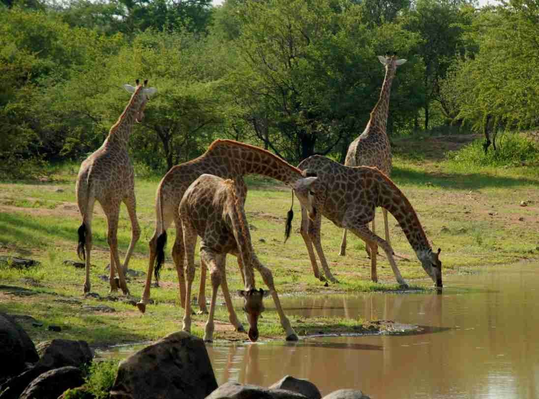 Parque Nacional Saadani | Tanzania Specialist