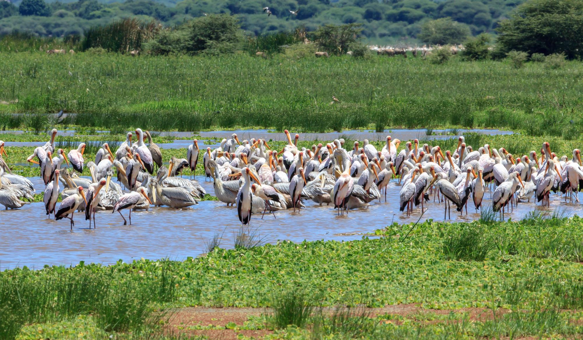Safari a pie por el Parque Nacional del Lago Manyara