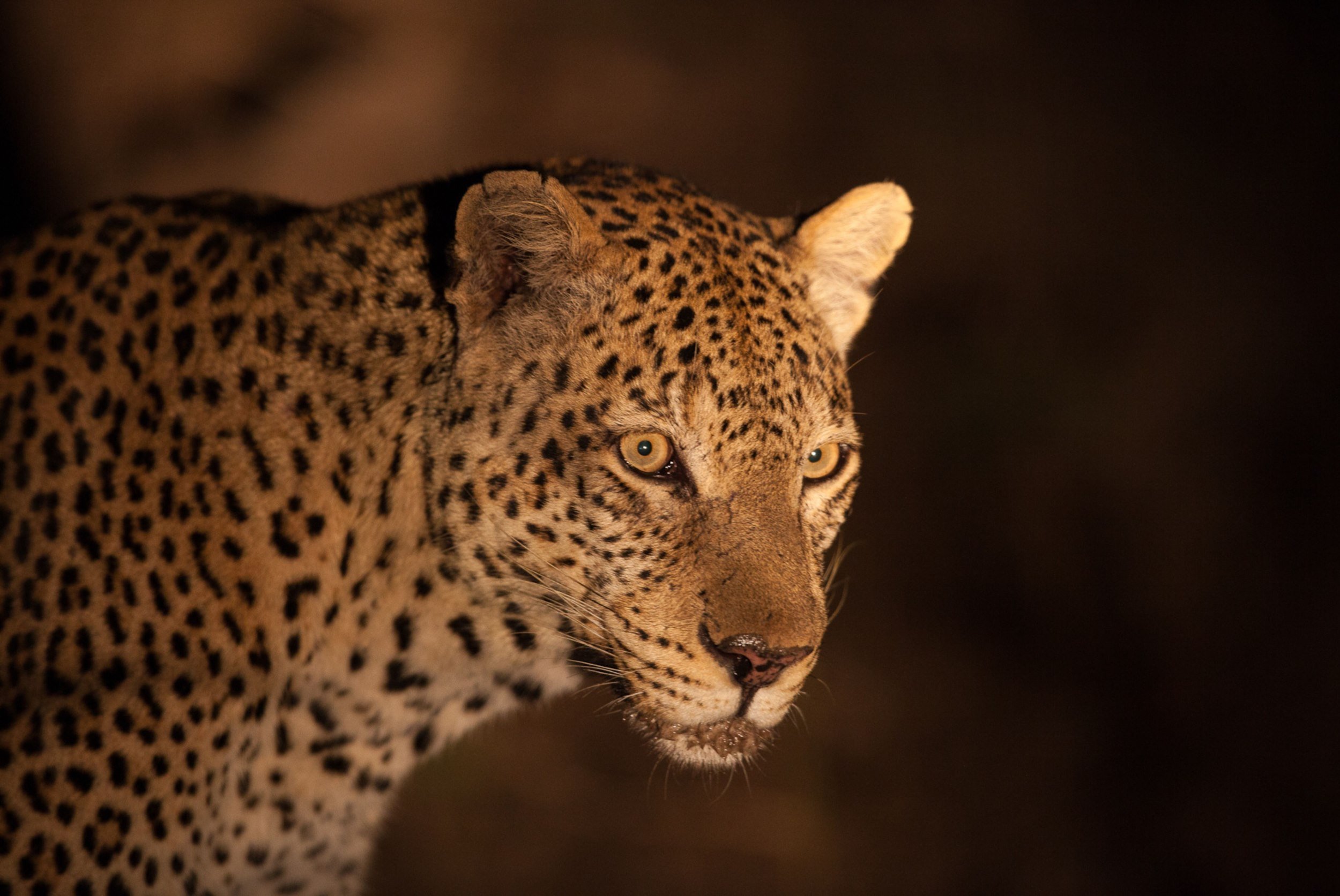 Conoce los animales nocturnos durante tu safari